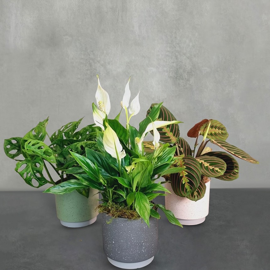 Indoor Houseplant Selection Pack F